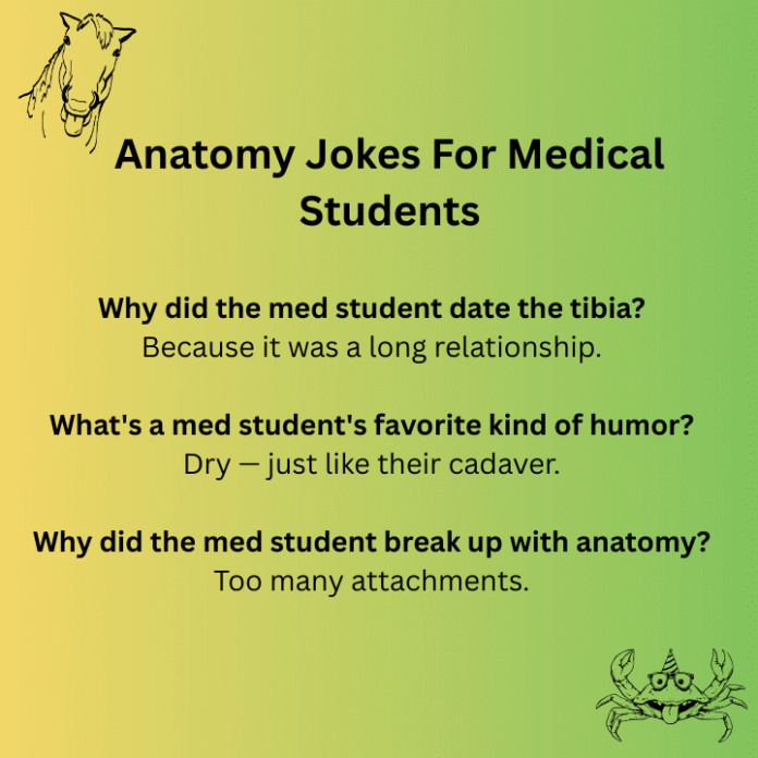 Hilarious Anatomy Jokes That’ll Tickle Your Funny Bone